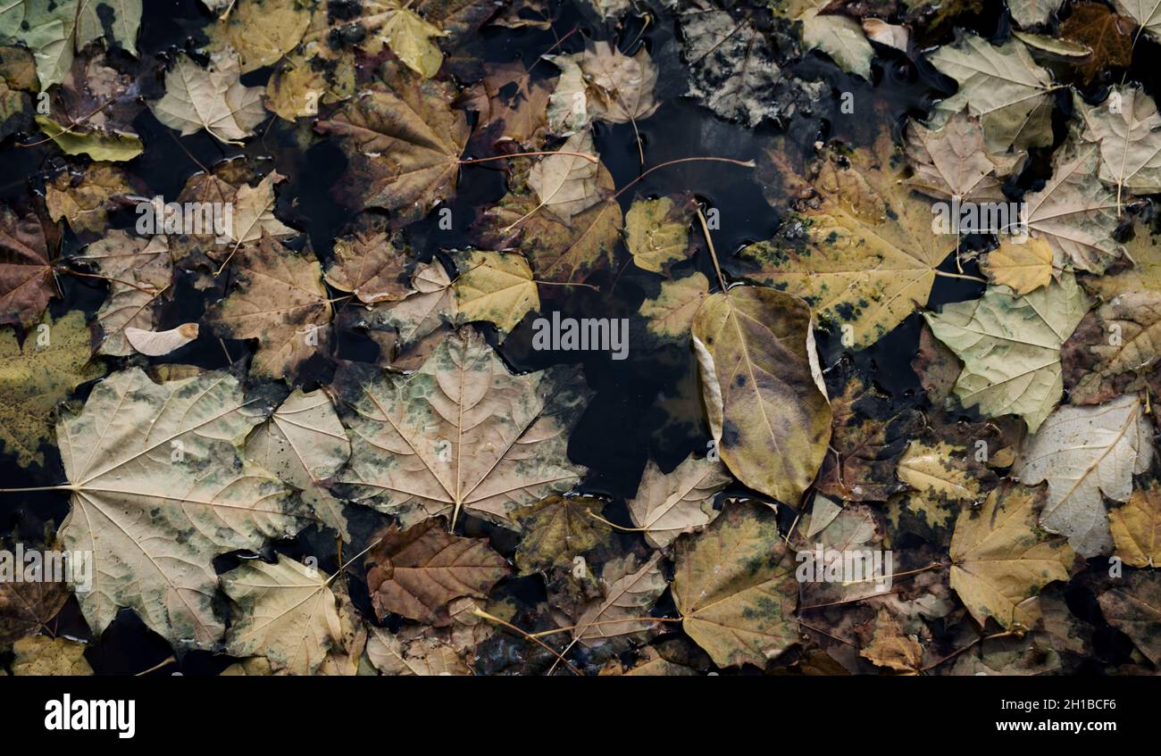 Many autumn leaves in puddle. autumn atmosphere image. fall season ...