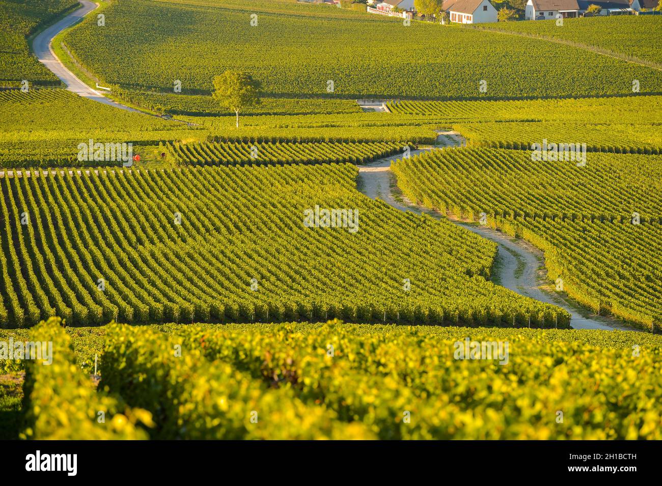 FRANCE, MARNE (51) COTEAUX CHAMPENNOIS PREMIER CRU VINEYARDS Stock ...