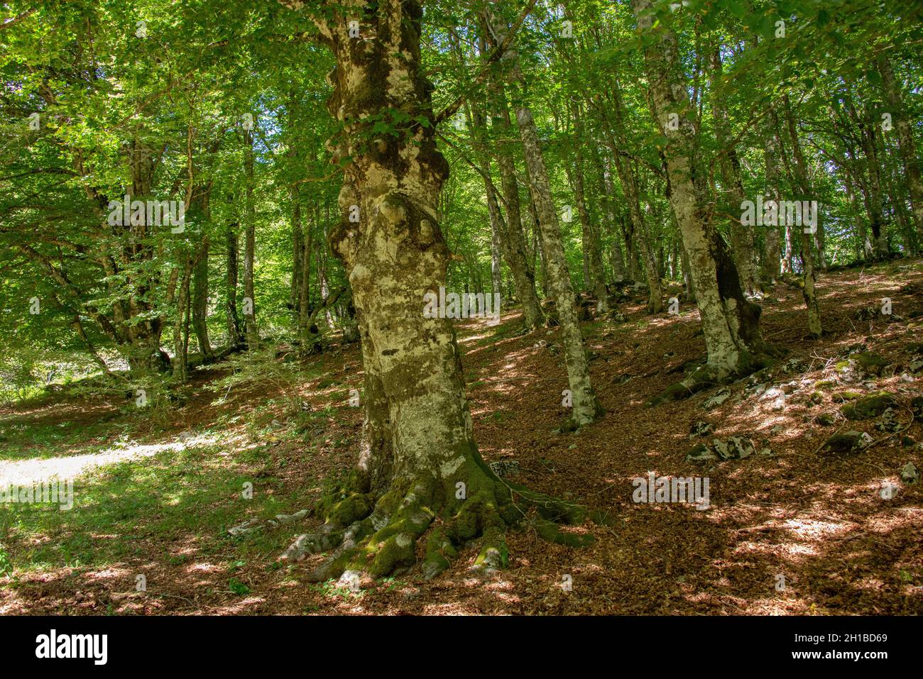 Europe, Italy, Abruzzo, Marsia Stock Photo - Alamy