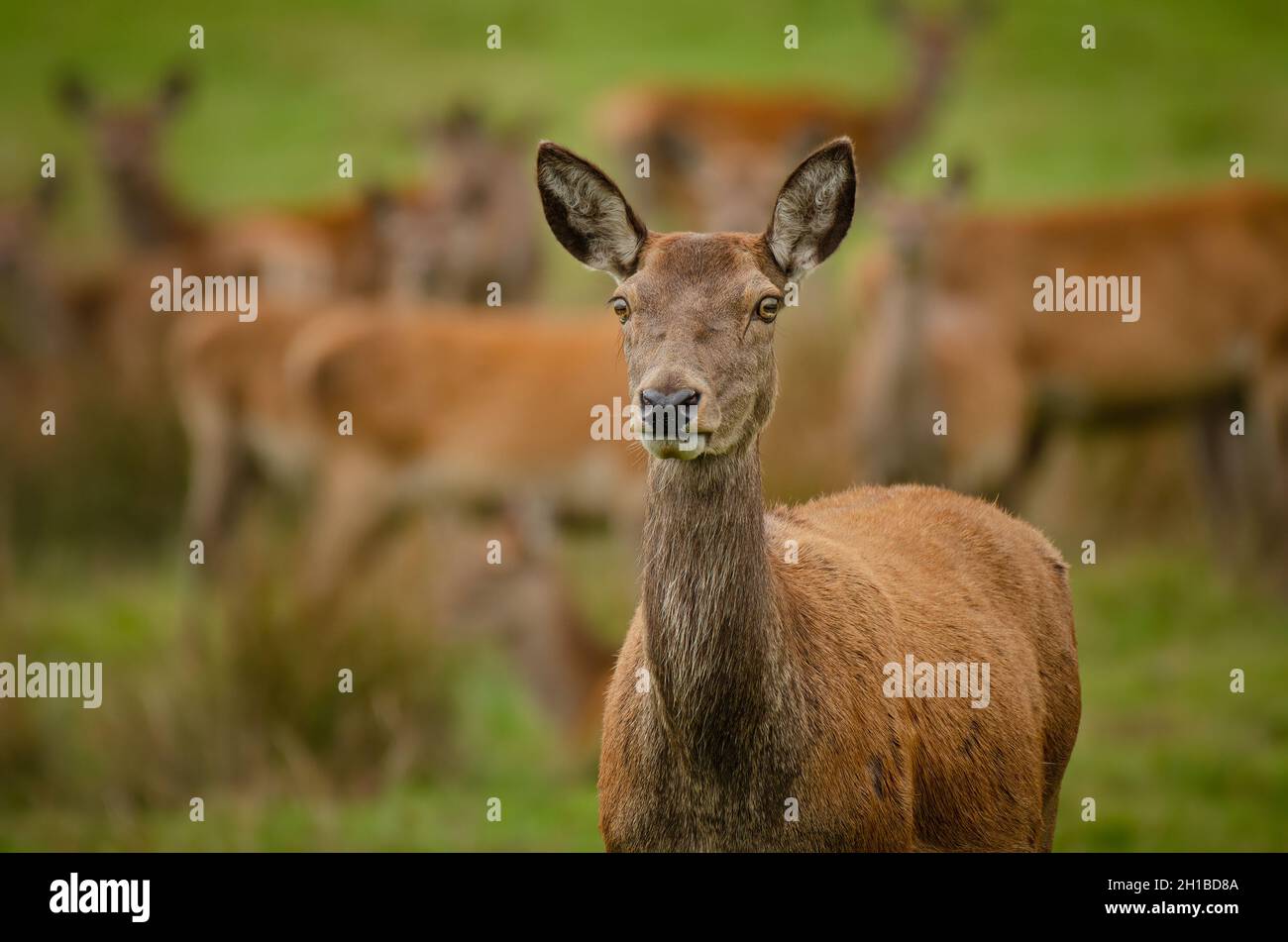 A young red deer doe stands in a field facing forward there are other ...