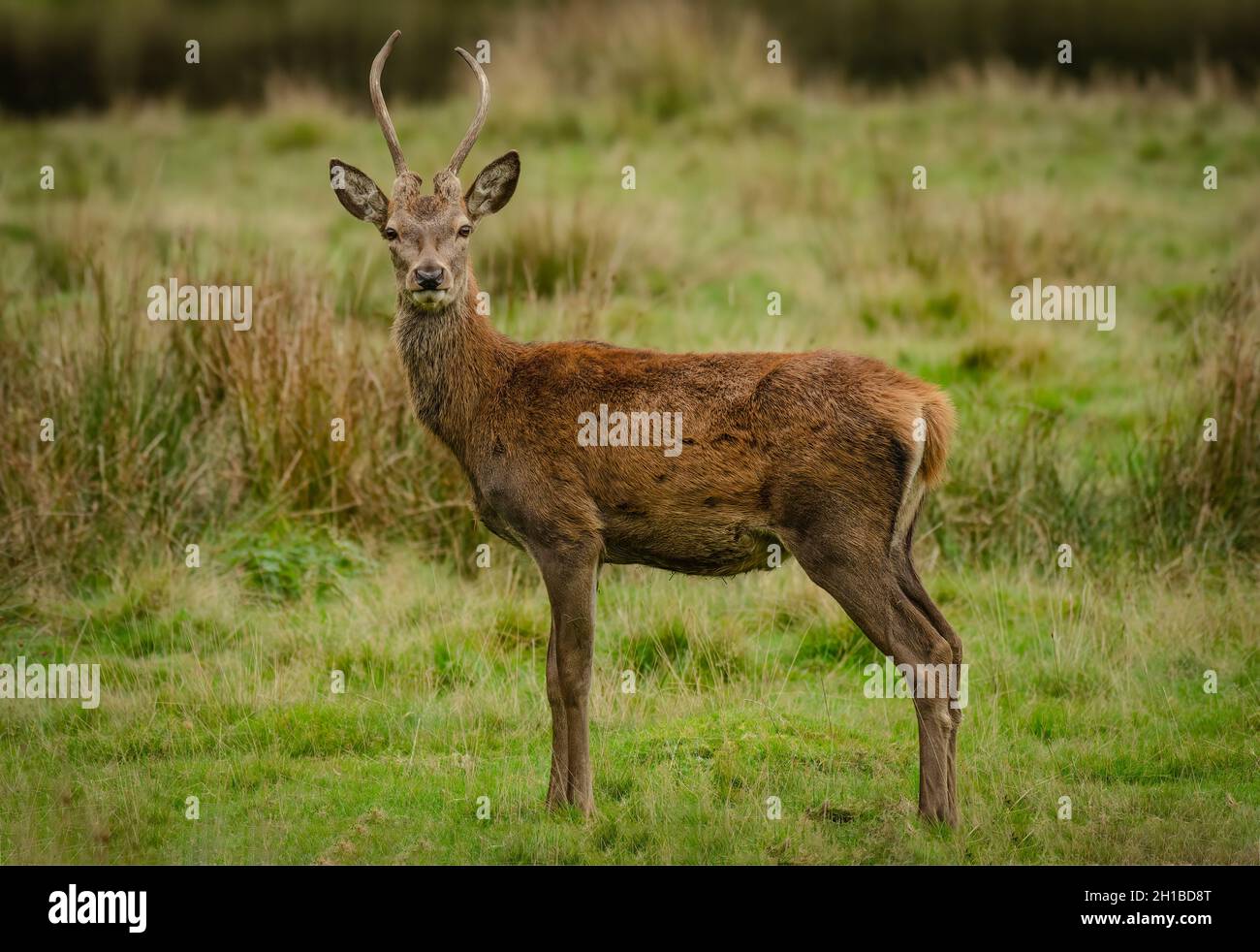 Young deer facing forward hi-res stock photography and images - Alamy
