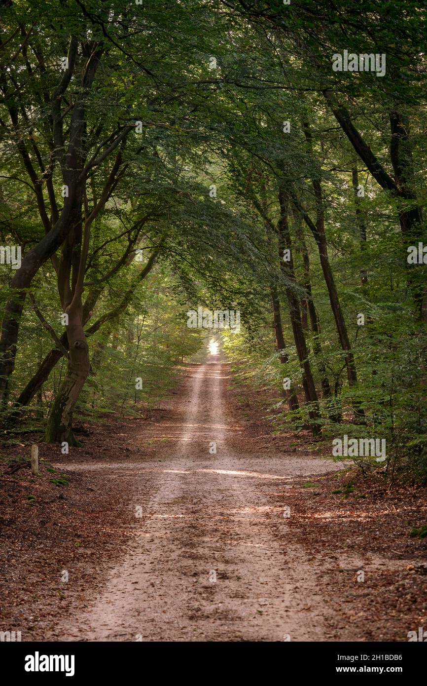 Pathway in the middle of the green leafed trees with the sun shining ...