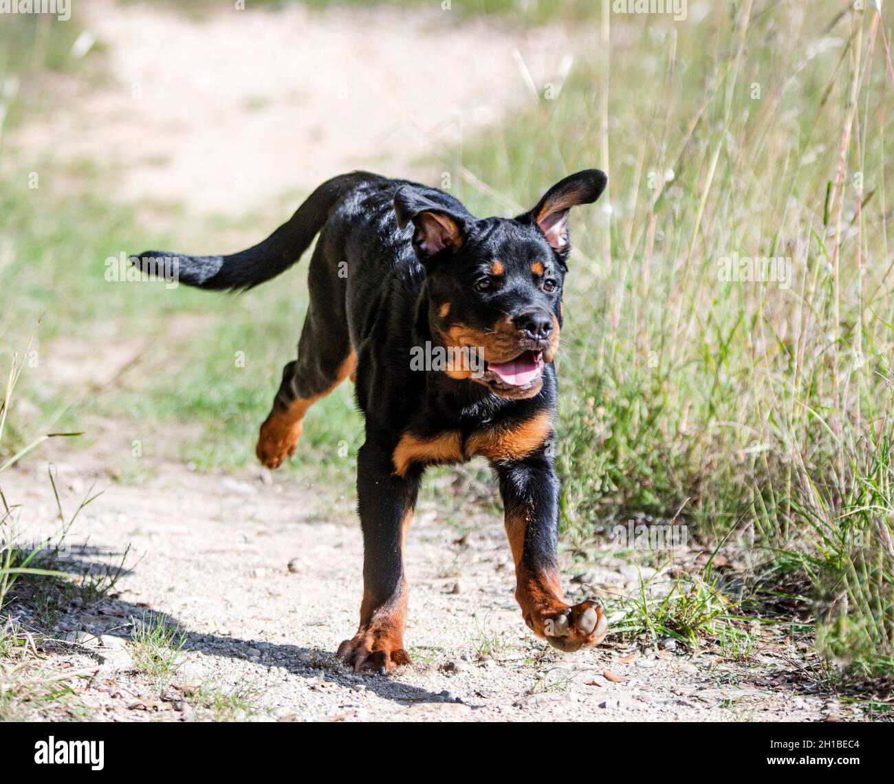 puppy rottweiler running in the nature in autumn Stock Photo - Alamy