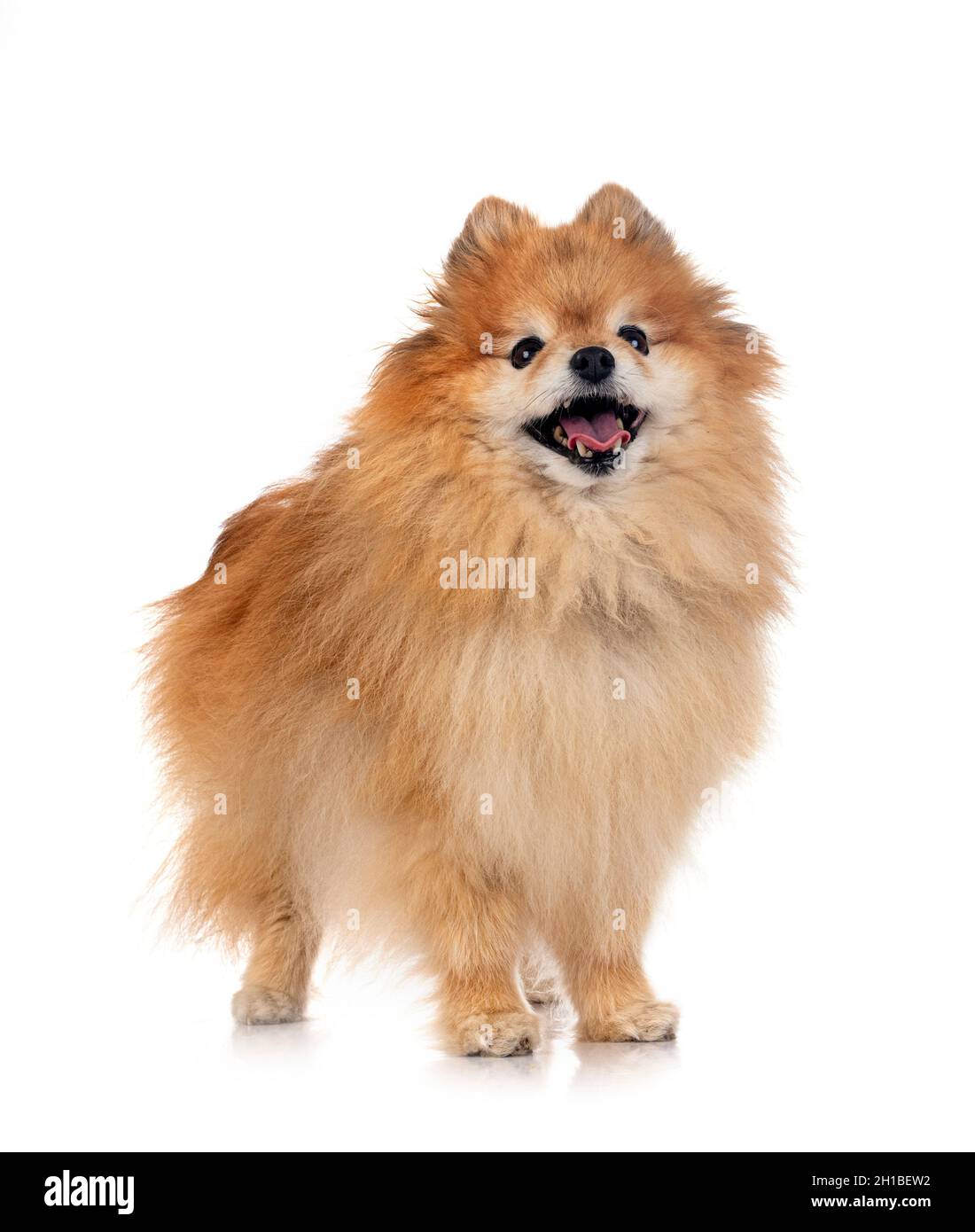 brown pomeranian in front of white background Stock Photo - Alamy