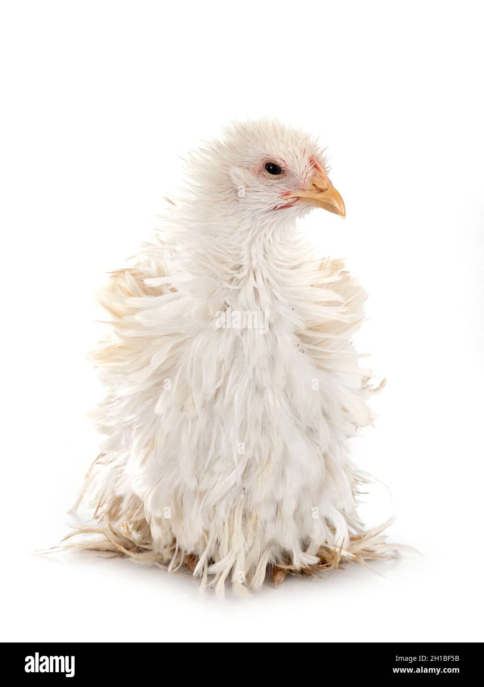 curly Cochin chicken in front of white background Stock Photo - Alamy