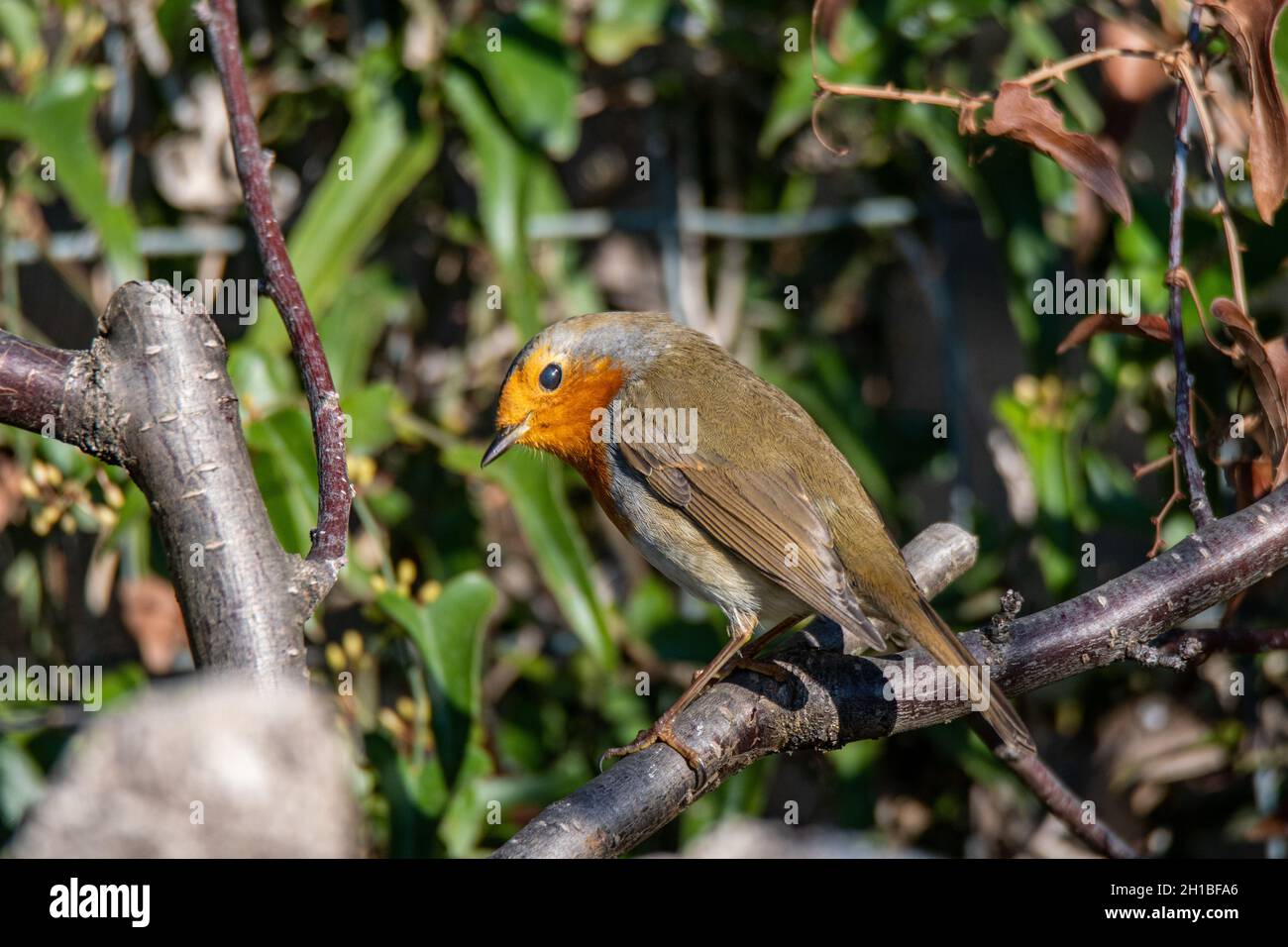 robin resting on a branch in search of food Stock Photo - Alamy