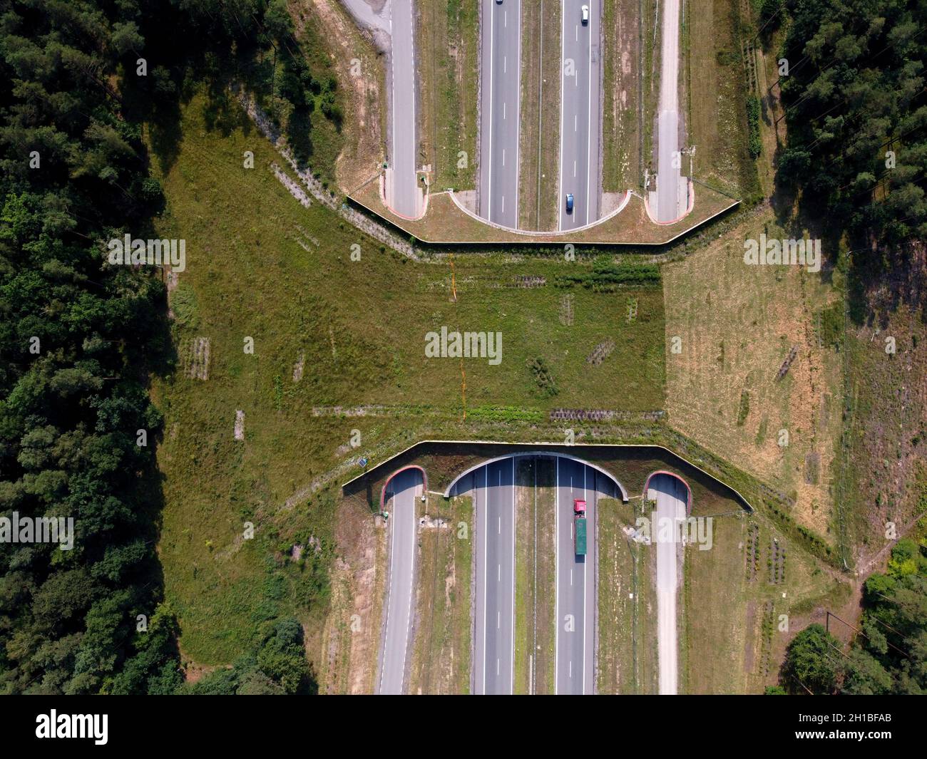Wildlife crossing forming a safe natural corridor bridge for animals to ...