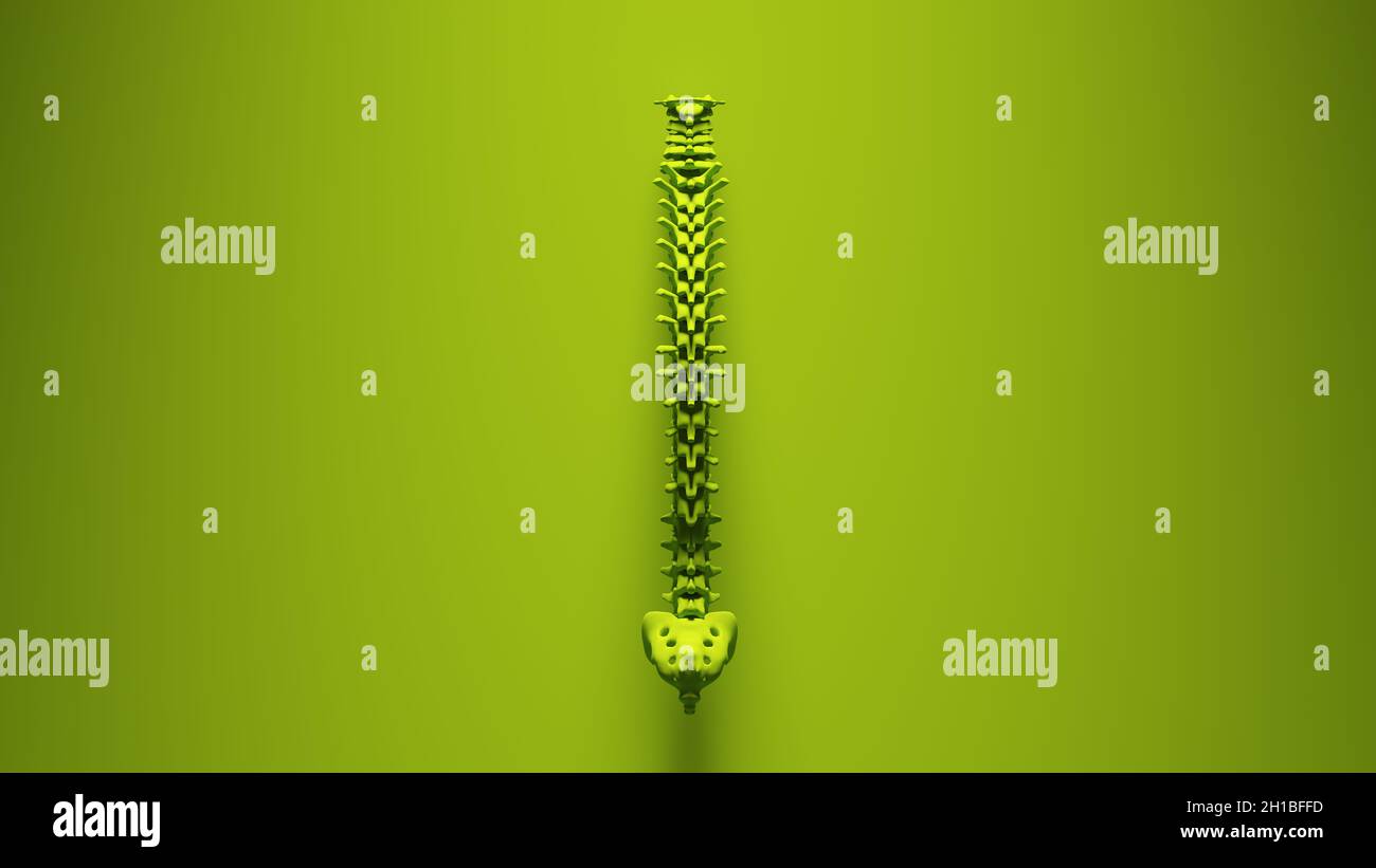 Spinal pattern hi-res stock photography and images - Alamy