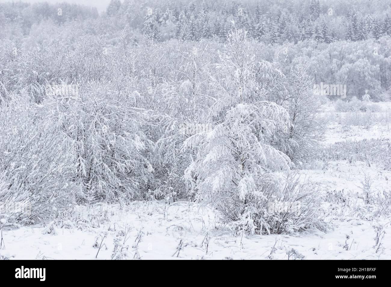 Winter landscape. Snow is falling in the forest. Snow covered trees ...