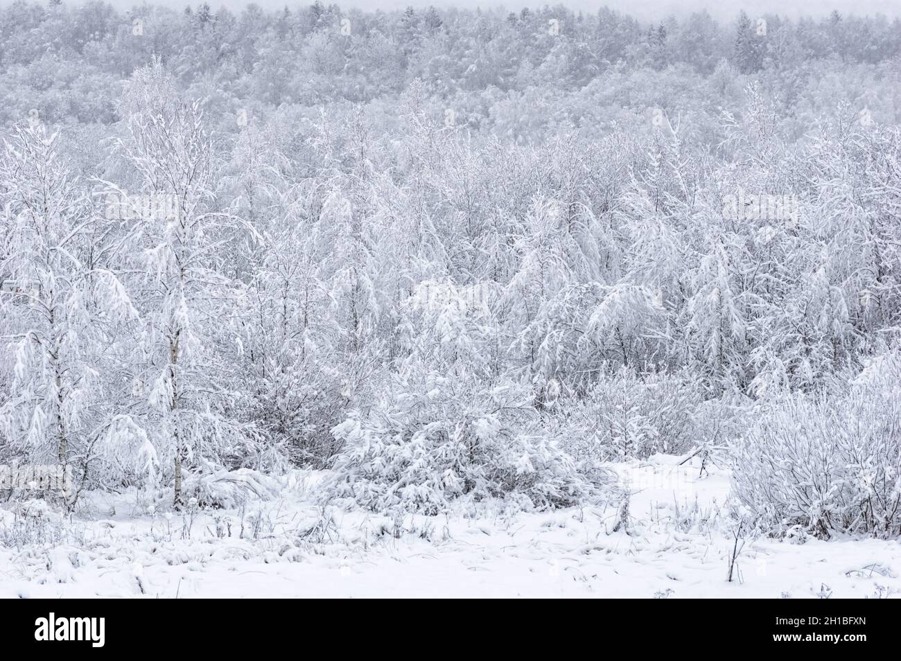 Winter landscape. Snow is falling in the forest. Snow covered trees ...