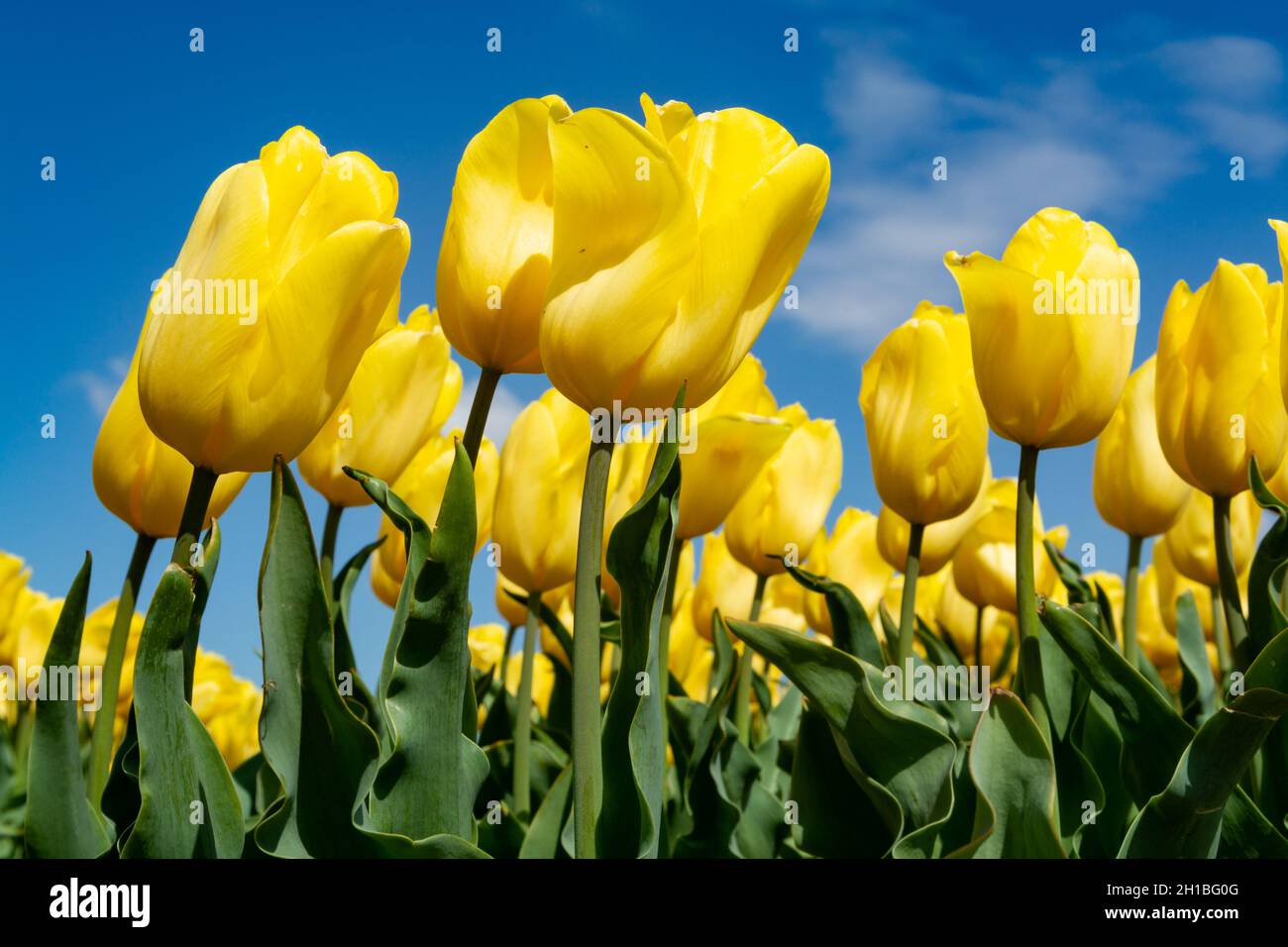 Nature backgound, colorful tulips flowers in blossom on farm fields in ...