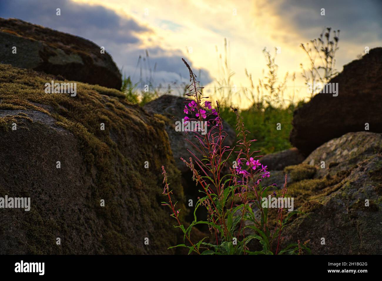 a flower meadow in smalland in sweden. the fields are bordered by ...