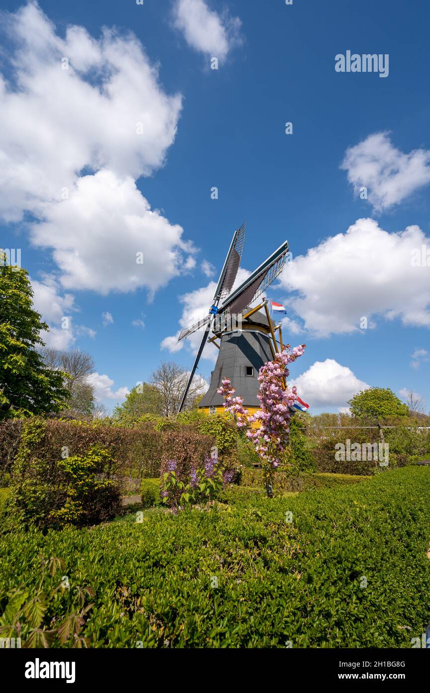Traditional Dutch windmill used for grain grinding in sunny day Stock ...