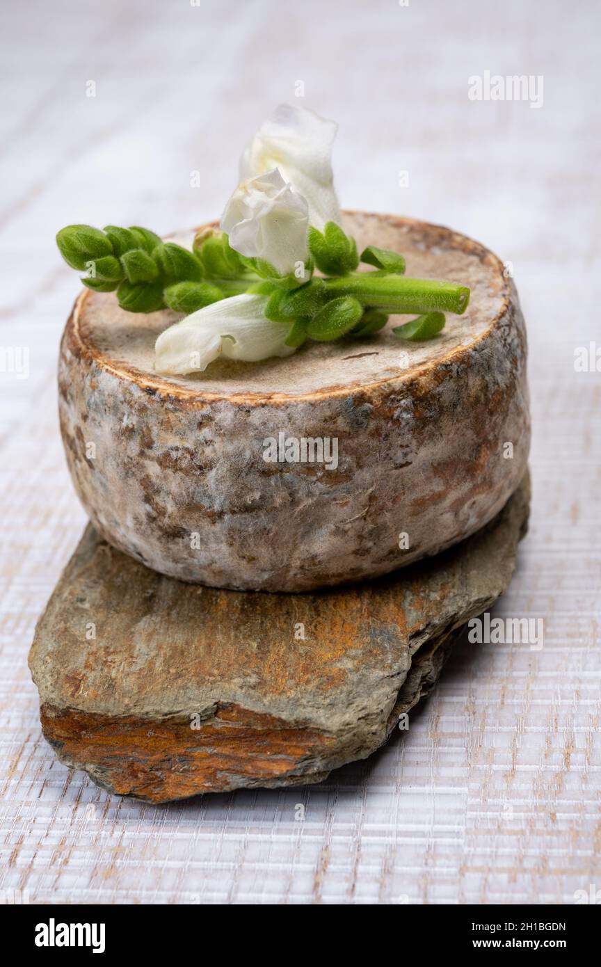 Cheese collection, matured cow cheese with mold tommette de savoie from ...