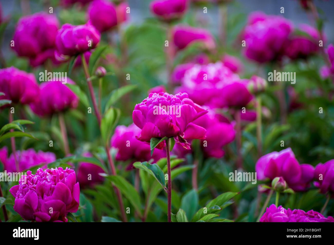 Seasonal blossoming of colorful big peony roses in garden in summer ...