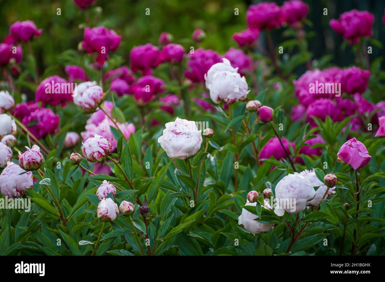 Seasonal blossoming of colorful big peony roses in garden in summer ...
