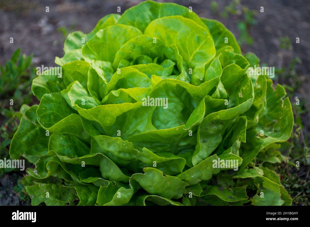 Eco farming in Netherlands, plantations of young green lettuce salade ...