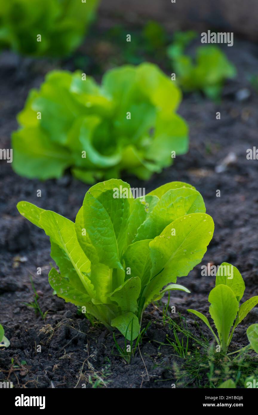 Eco farming in Netherlands, plantations of young green lettuce salade ...
