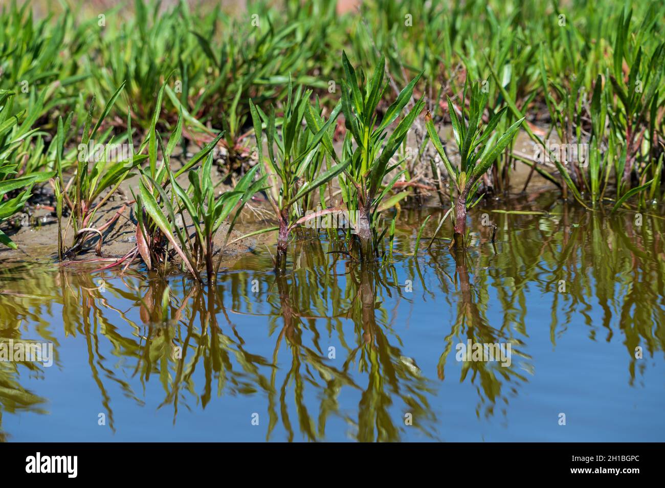 Botanical collection, edible sea aster plant, in summer, Tripolium ...