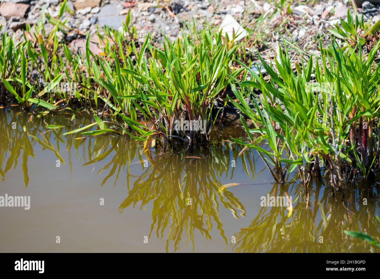 Botanical collection, edible sea aster plant, in summer, Tripolium ...