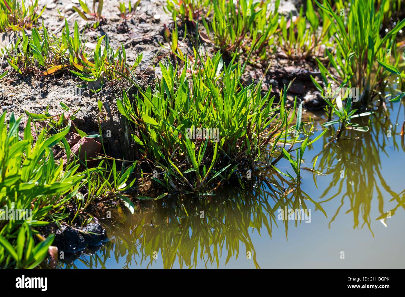 Botanical collection, edible sea aster plant, in summer, Tripolium ...