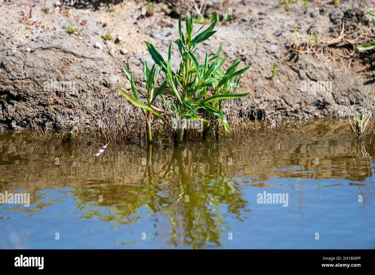 Botanical collection, edible sea aster plant, in summer, Tripolium ...
