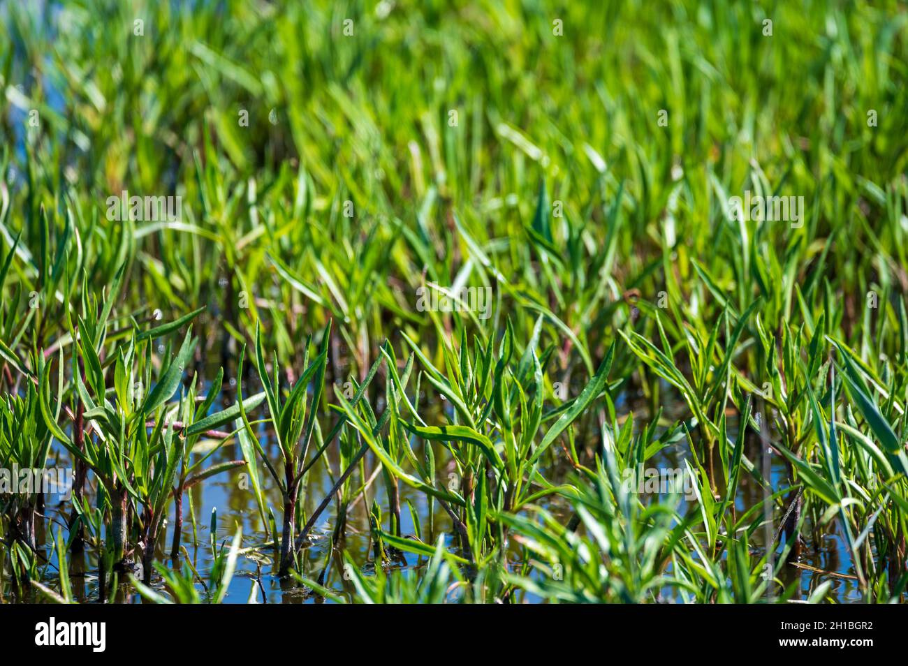 Botanical collection, edible sea aster plant, in summer, Tripolium ...