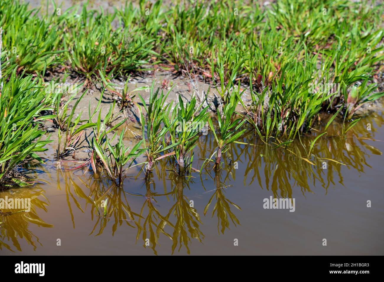 Botanical collection, edible sea aster plant, in summer, Tripolium ...