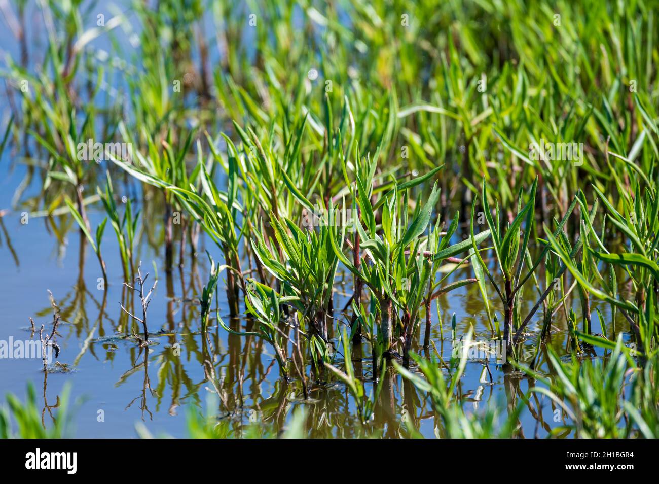 Botanical collection, edible sea aster plant, in summer, Tripolium ...