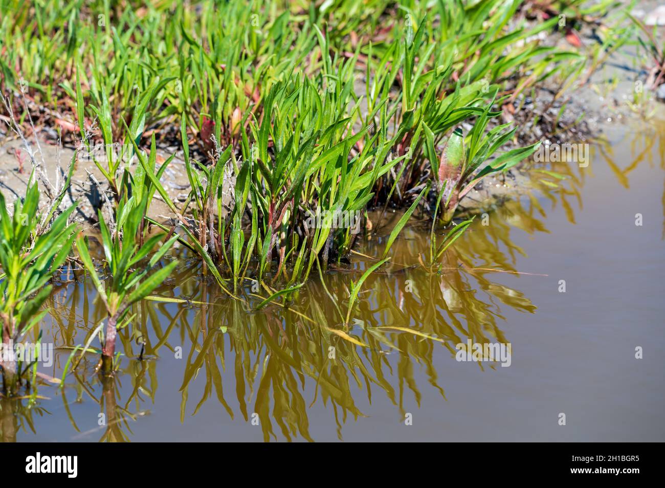 Botanical collection, edible sea aster plant, in summer, Tripolium ...