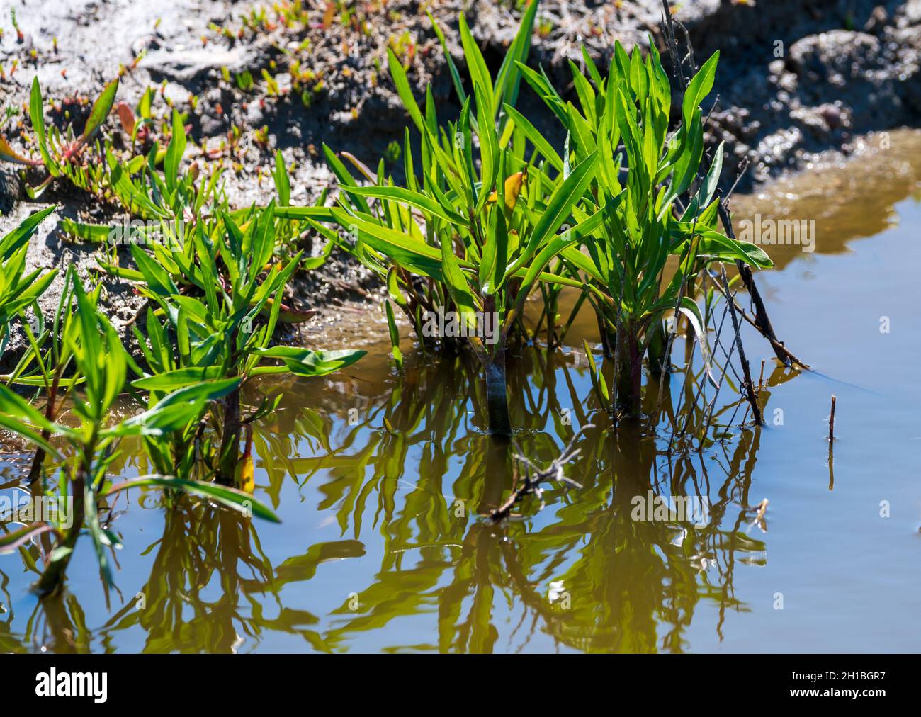 Botanical collection, edible sea aster plant, in summer, Tripolium ...