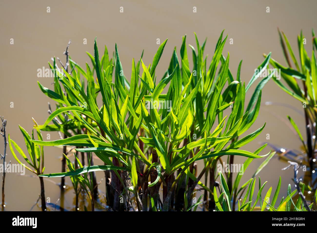 Botanical collection, edible sea aster plant, in summer, Tripolium ...