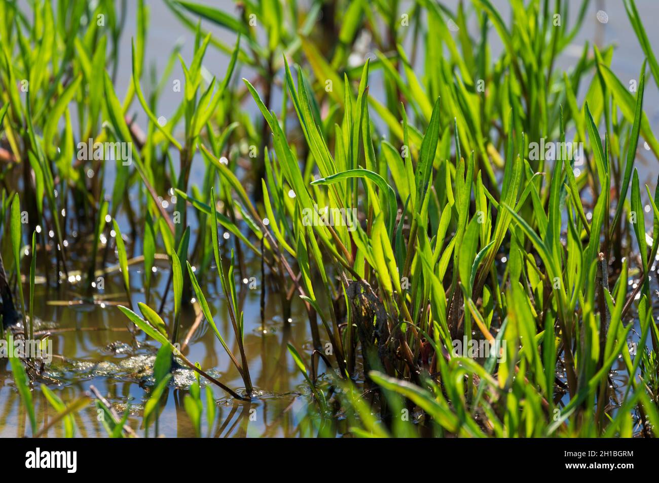 Botanical collection, edible sea aster plant, in summer, Tripolium ...