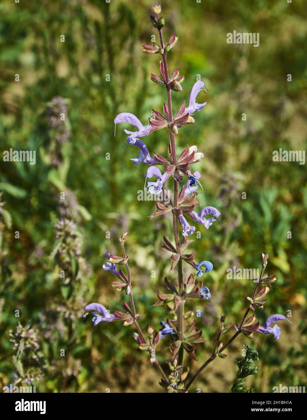 Salvia daghestanica, largest genus of plants in the sage family ...