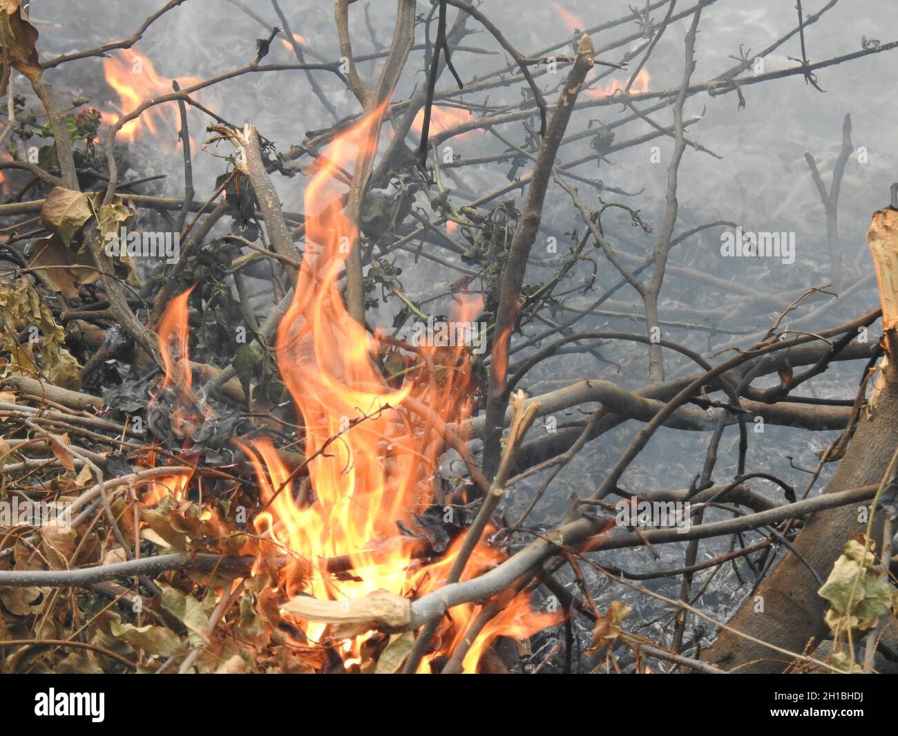 Closeup of the fire. Warm background with the orange flame of campfire ...