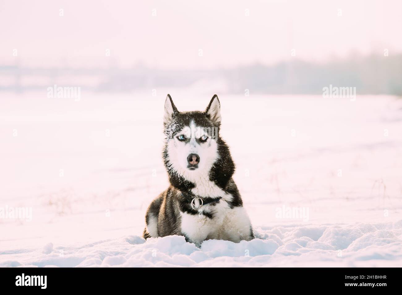 Siberian Husky Dog Sitting Outdoor In Snowy Park At Sunny Winter Stock ...