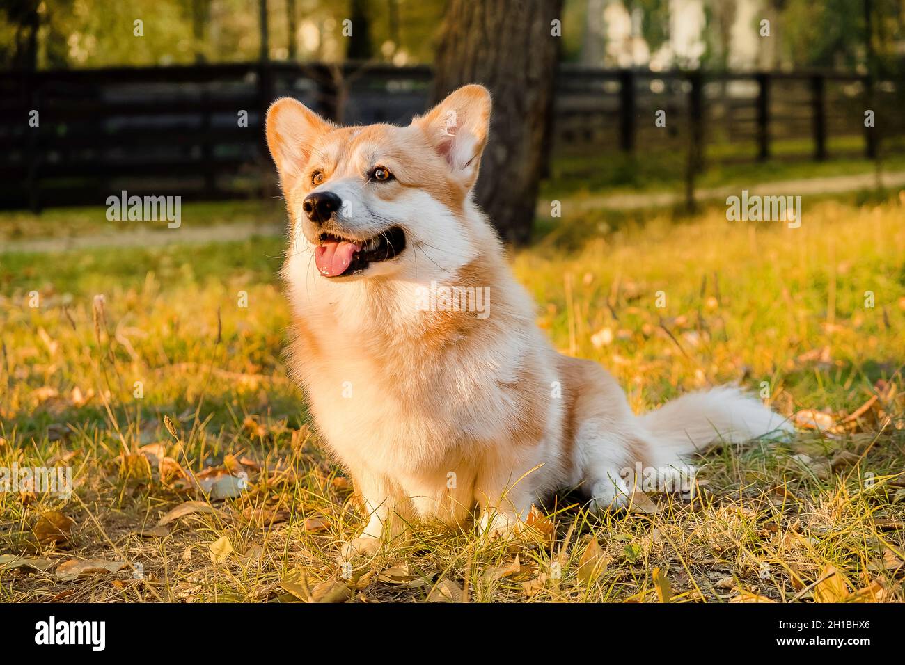 Corgi Puppy Smiling