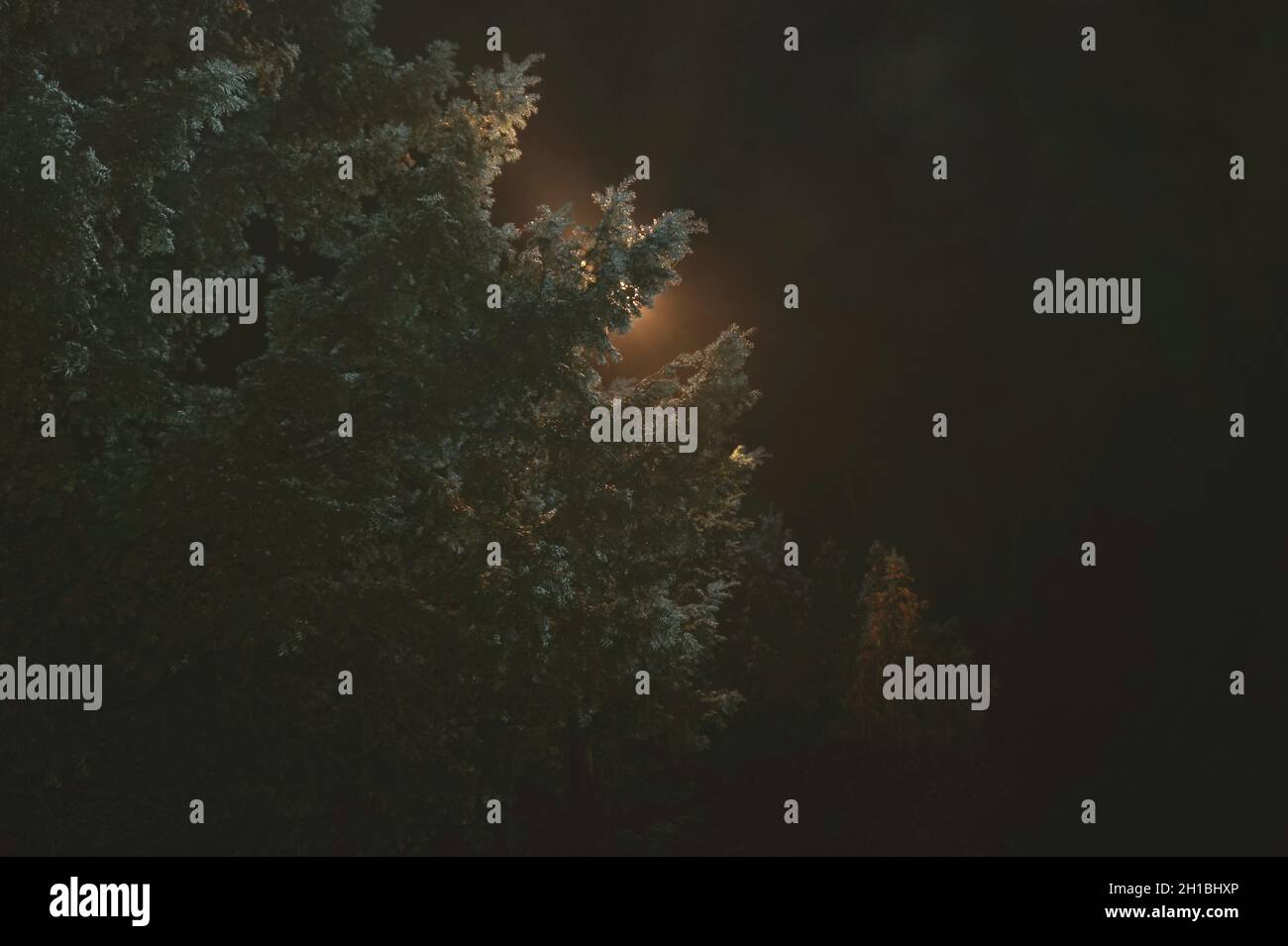Large backlit tree at night in Cambridge, Cambridgeshire, UK Stock ...