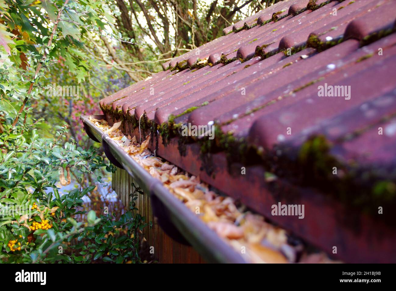 Cleaning the roof from fallen leaves. Home maintenance. A clean gutter ...