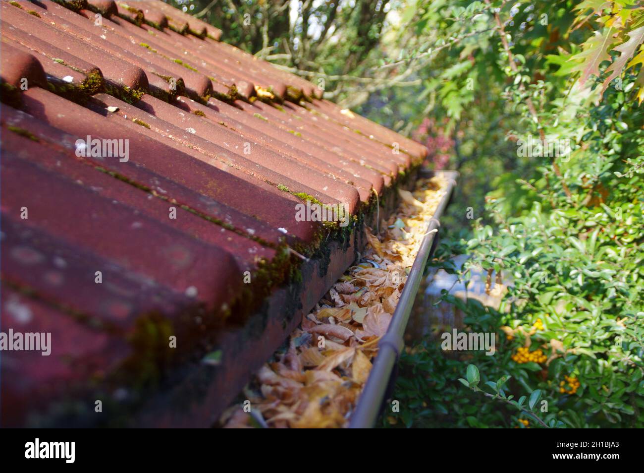 Cleaning the roof from fallen leaves. Home maintenance. A clean gutter ...