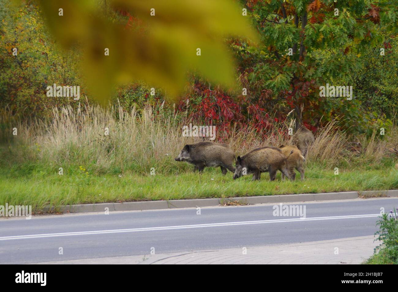 Boars in the city. Wild animals walk on the city street Stock Photo - Alamy