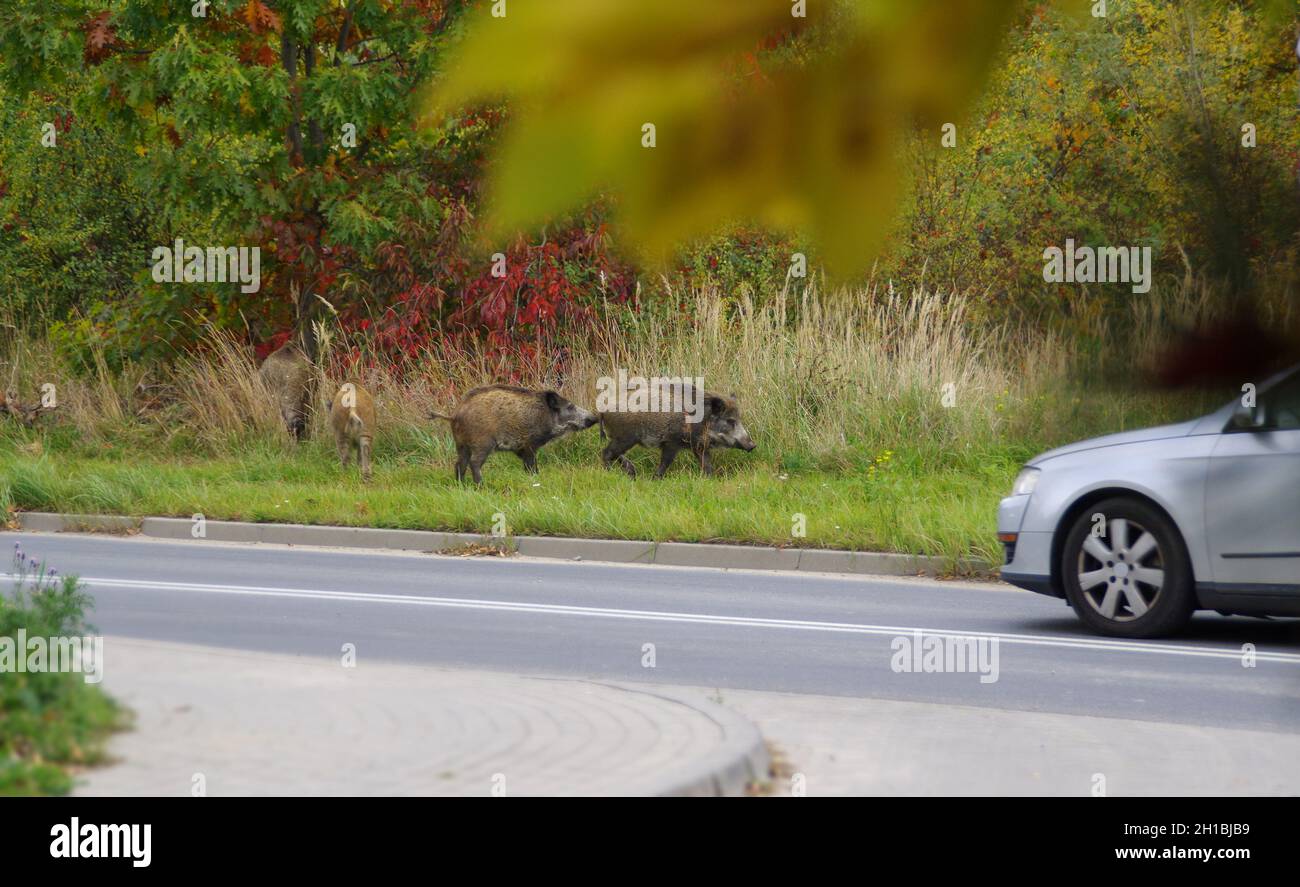 Wild boar problem hi-res stock photography and images - Alamy