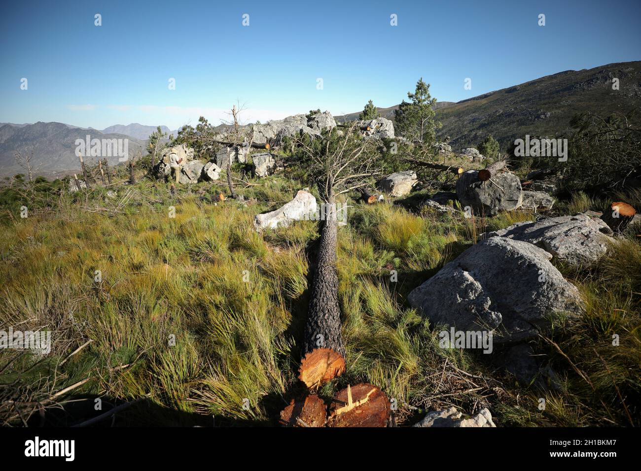 Invasive in south africa hi-res stock photography and images - Alamy