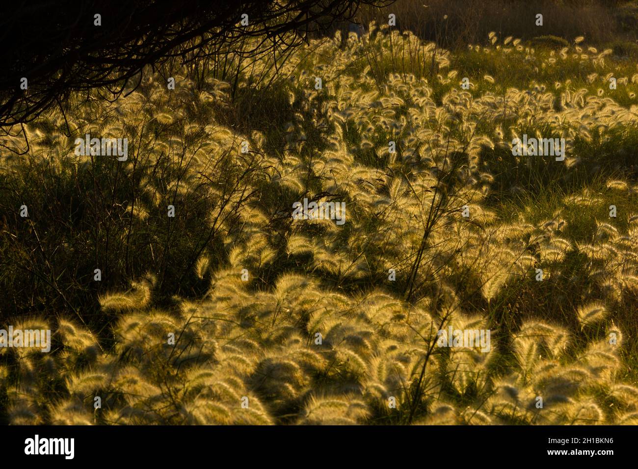 Dawn planting grain hi-res stock photography and images - Alamy