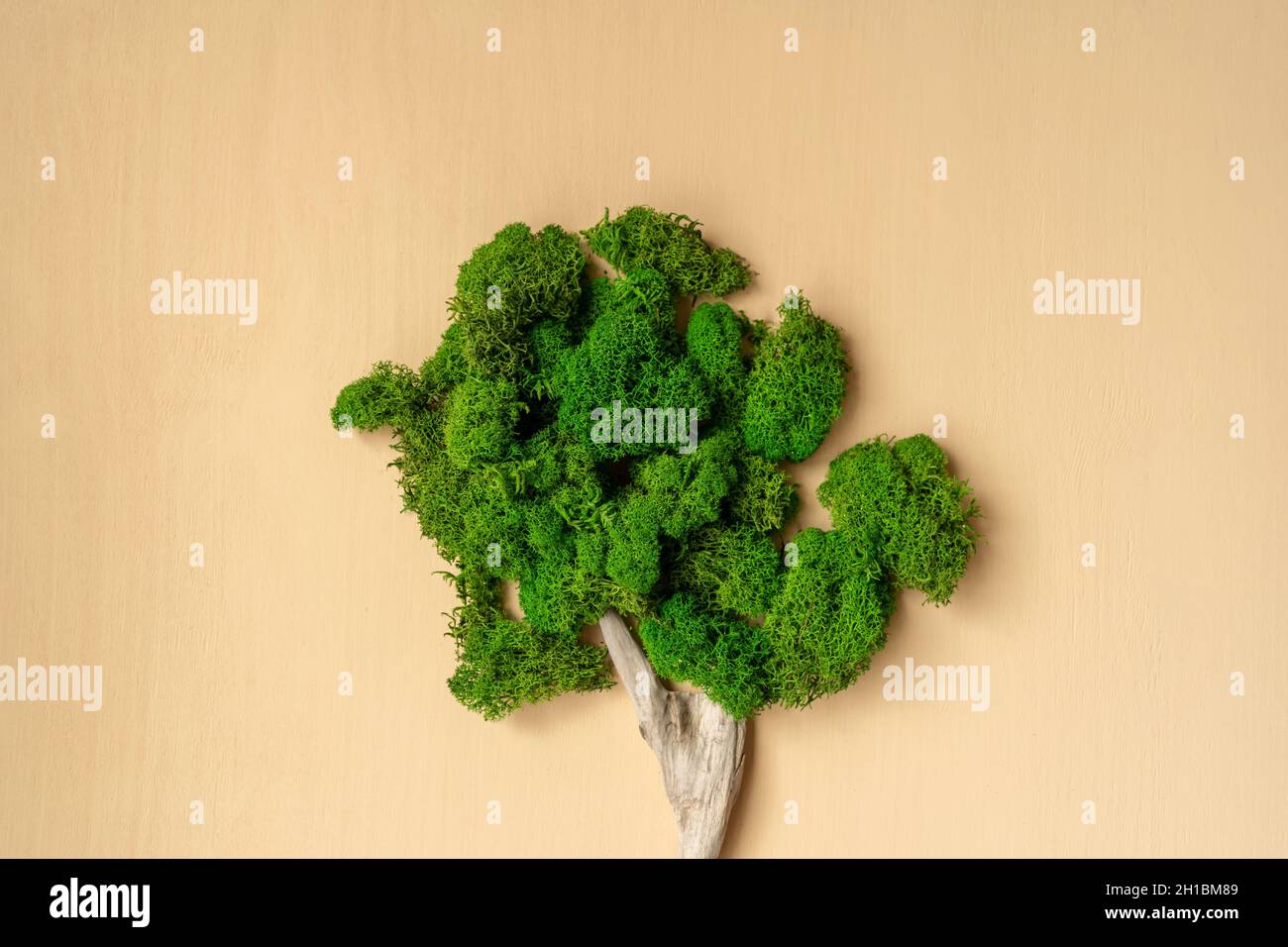 Ecological concept, flat lay. Tree from moss on beige background Stock ...