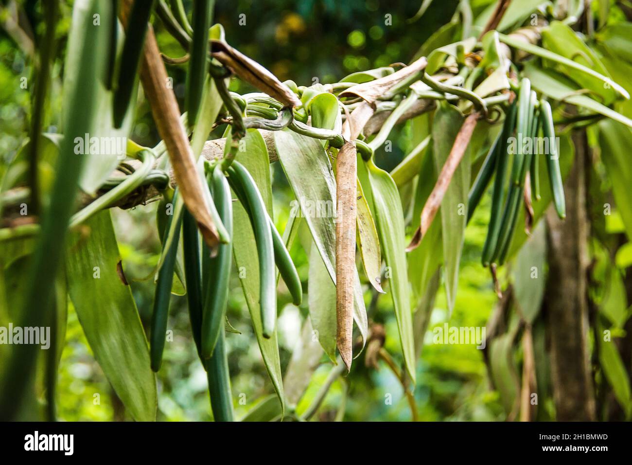 Rainforest fruits on tree hi-res stock photography and images - Alamy