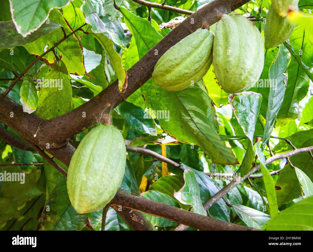 Cocoa fruits hanging on the branch of Theobroma cacao tree Stock Photo ...