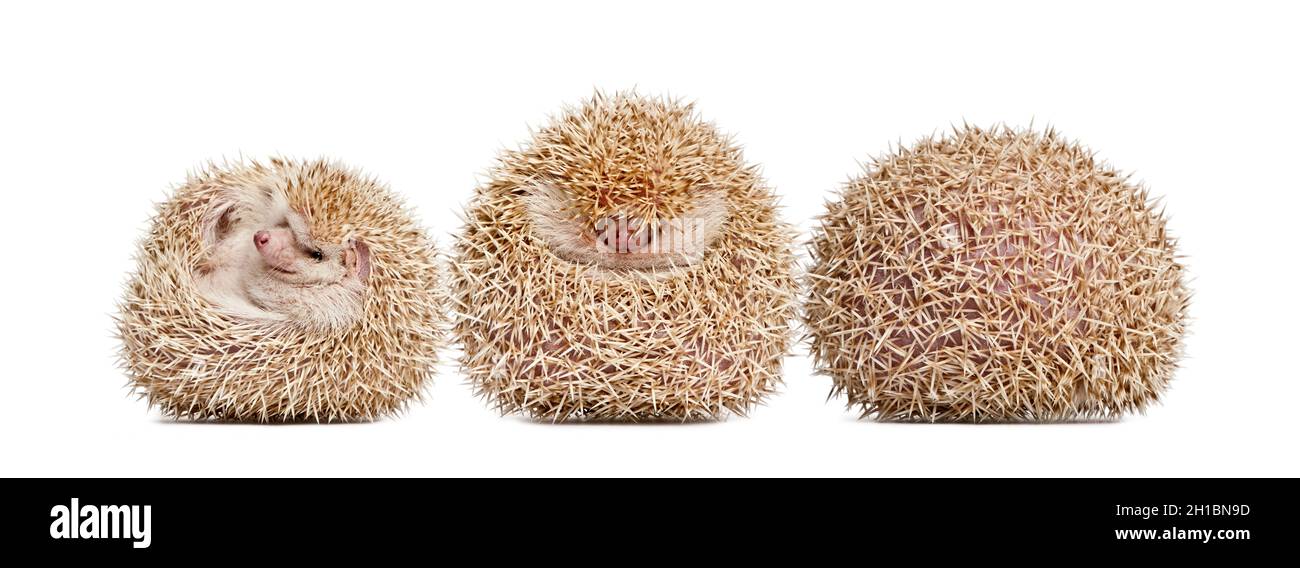 Four-toed Hedgehog, Atelerix albiventris, balled up in front of white ...