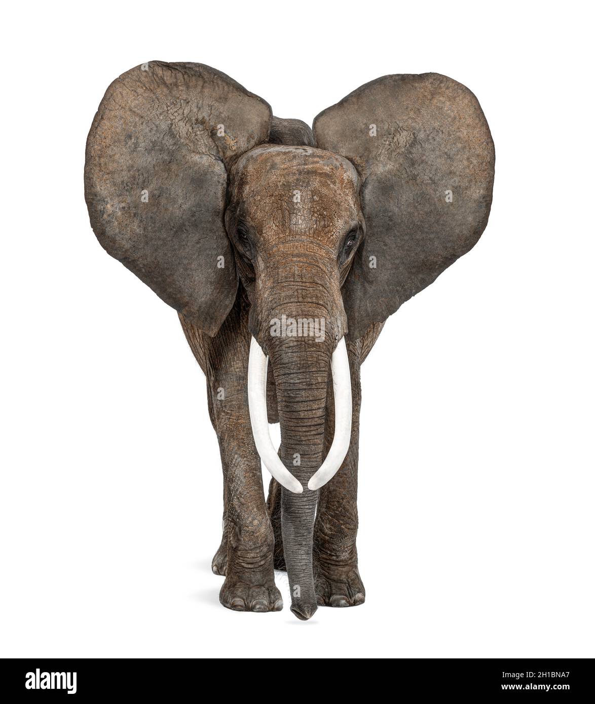 African Elephant Ears