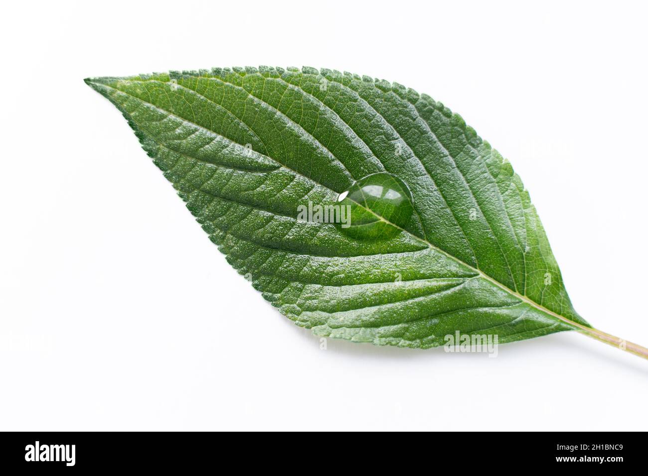 Shiny green leaf Cut Out Stock Images & Pictures - Alamy